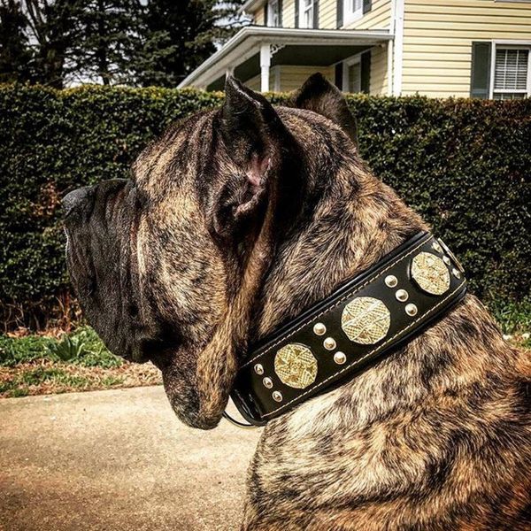 How to Talk to Your Dog About the Fall of Constantinople